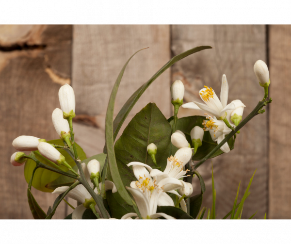 Beneficios del Azahar - La flor del naranjo - Naranjas Marisa
