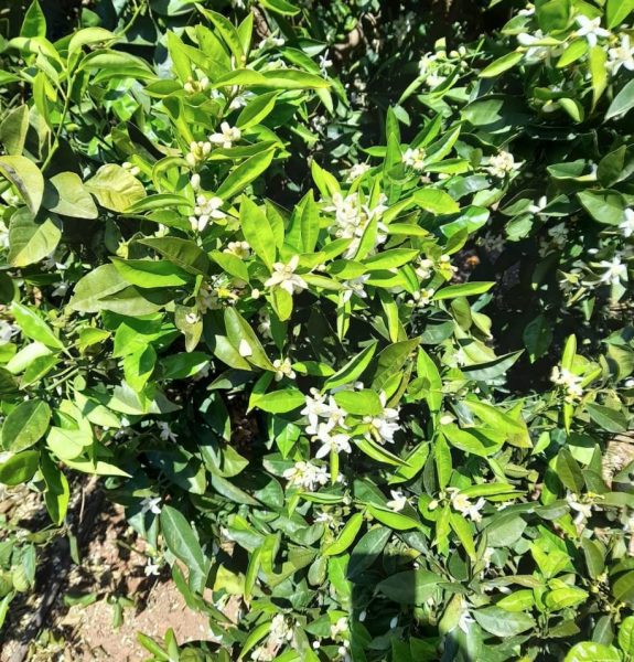 Beneficios del Azahar - La flor del naranjo - Naranjas Marisa